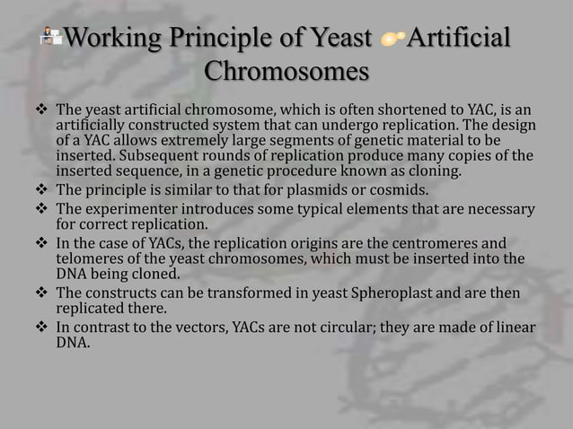 Artificial chromosomes - YAC and BAC | PPTX | Genetics | Science