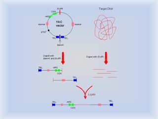 Artificial chromosomes - YAC and BAC | PPTX