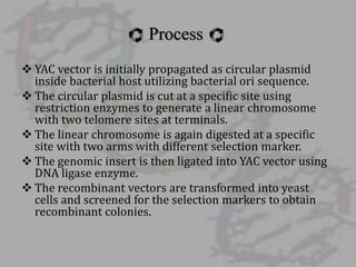 Artificial chromosomes - YAC and BAC | PPTX