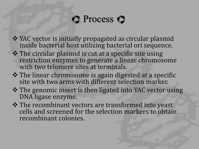 Artificial chromosomes - YAC and BAC | PPTX | Genetics | Science