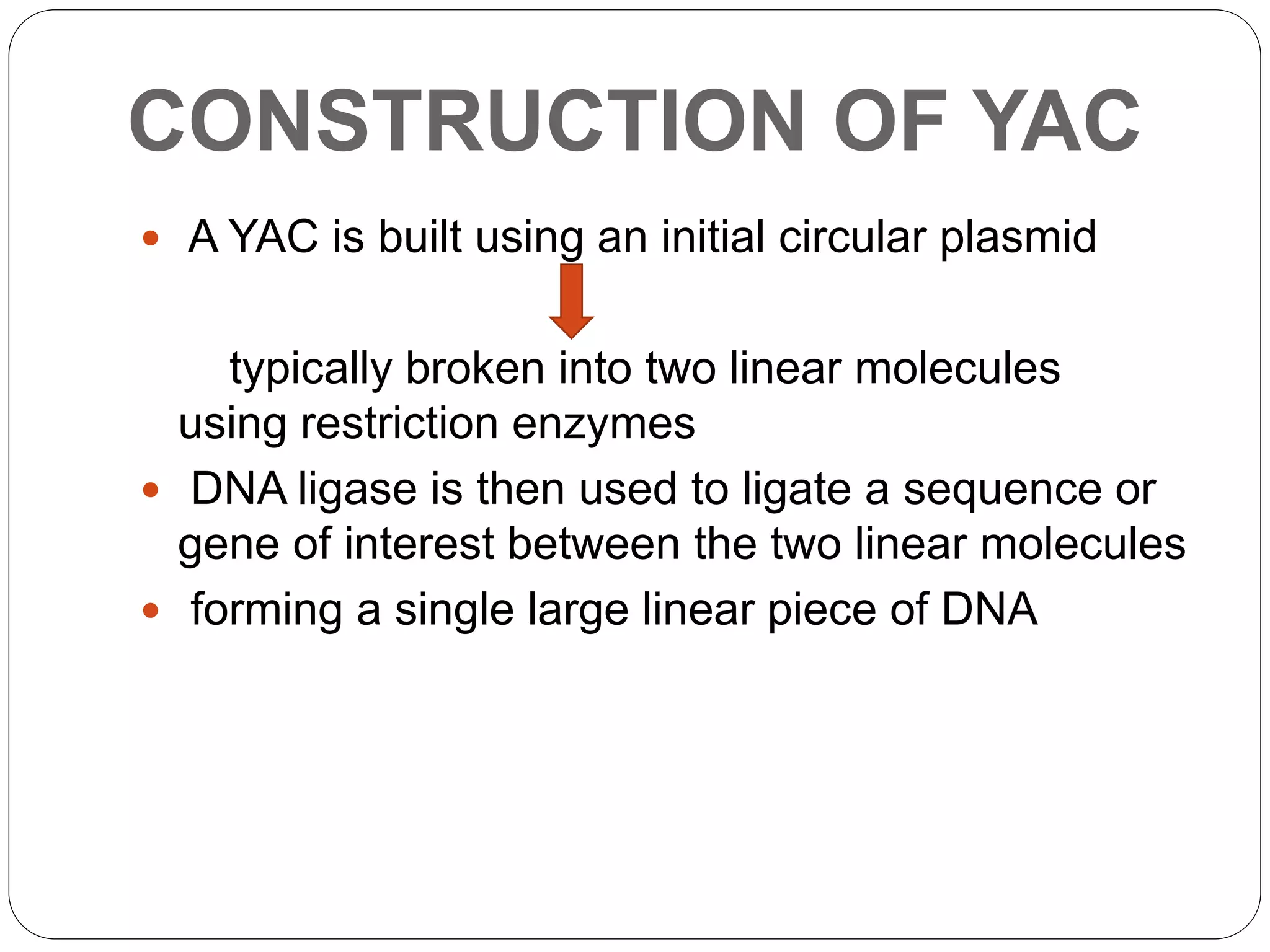 Yeast Artificial Chromosomes (YACs) | PPTX