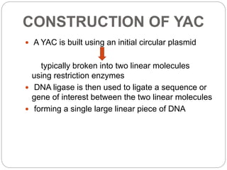 Yeast Artificial Chromosomes (YACs) | PPTX