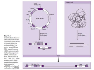 Yeast Artificial Chromosomes (YACs) | PPTX