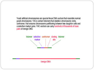 Yeast Artificial Chromosomes (YACs) | PPTX