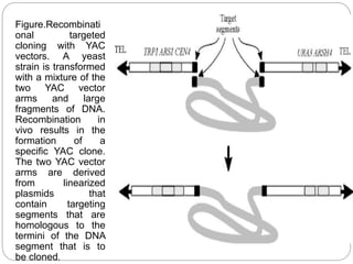 Yeast Artificial Chromosomes (YACs) | PPTX
