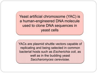 Yeast Artificial Chromosomes (YACs) | PPTX