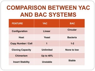 Yeast Artificial Chromosomes (YACs) | PPTX