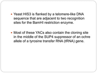 Yeast Artificial Chromosomes (YACs) | PPTX