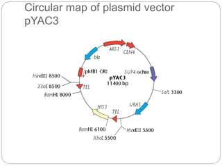 Yeast Artificial Chromosomes (YACs) | PPTX