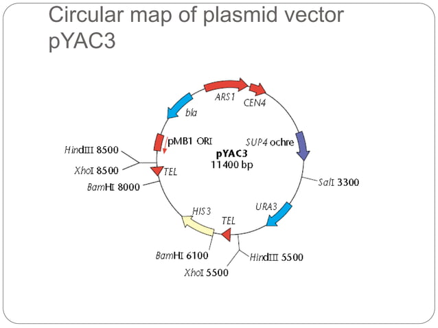 Yeast Artificial Chromosomes (YACs) | PPTX