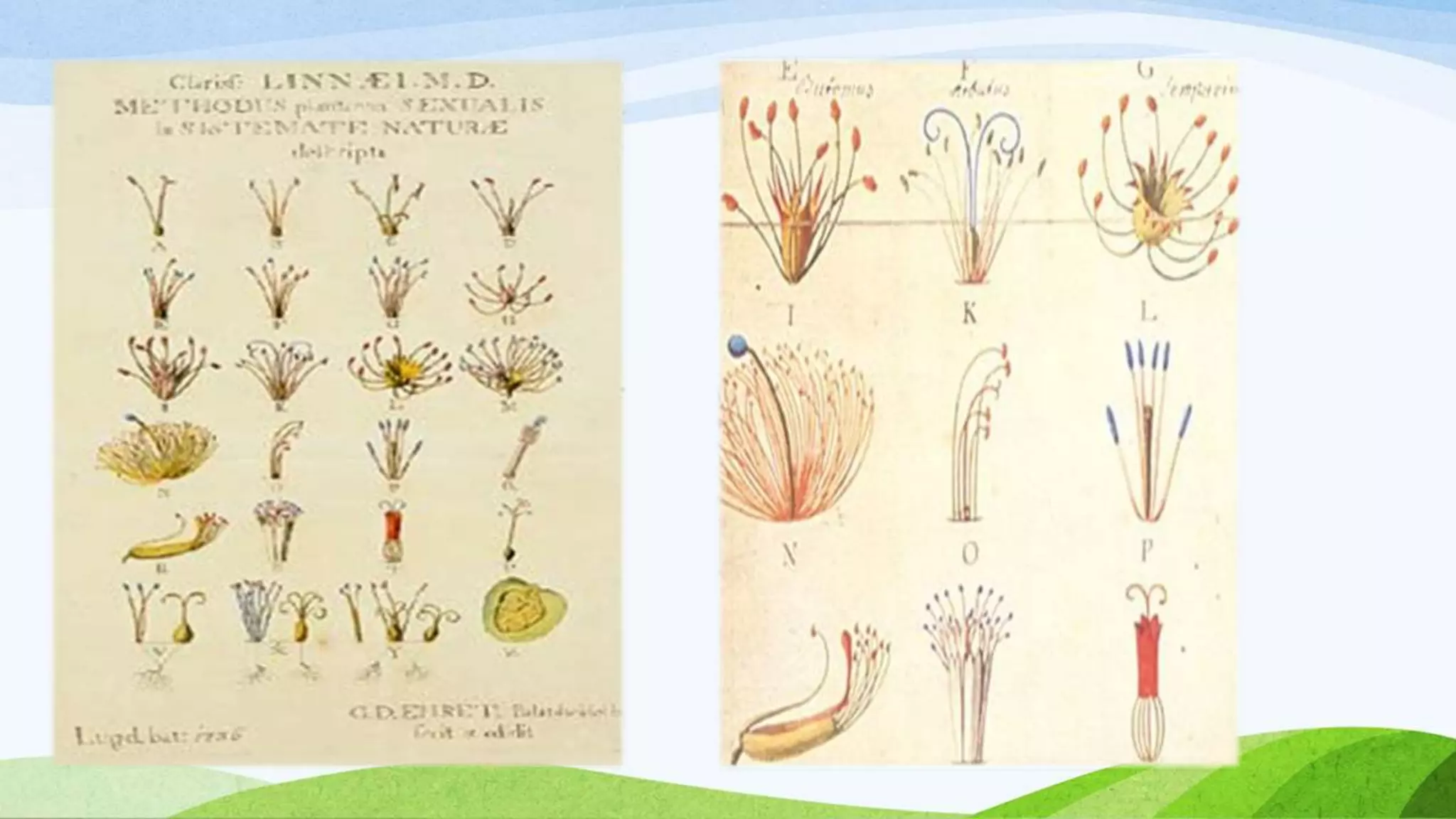 Artificial classification system | PPTX