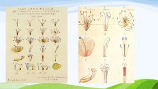 Artificial classification system | PPTX