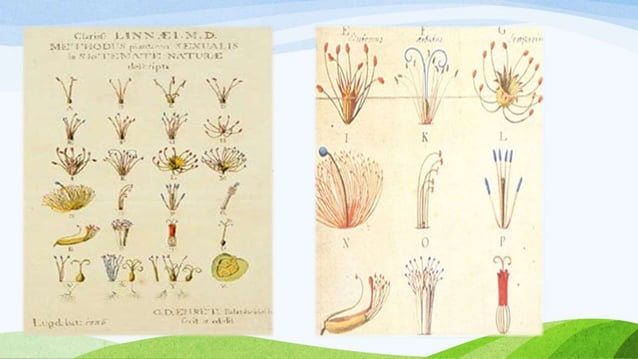 Artificial classification system | PPTX | Gardening | Home & Garden