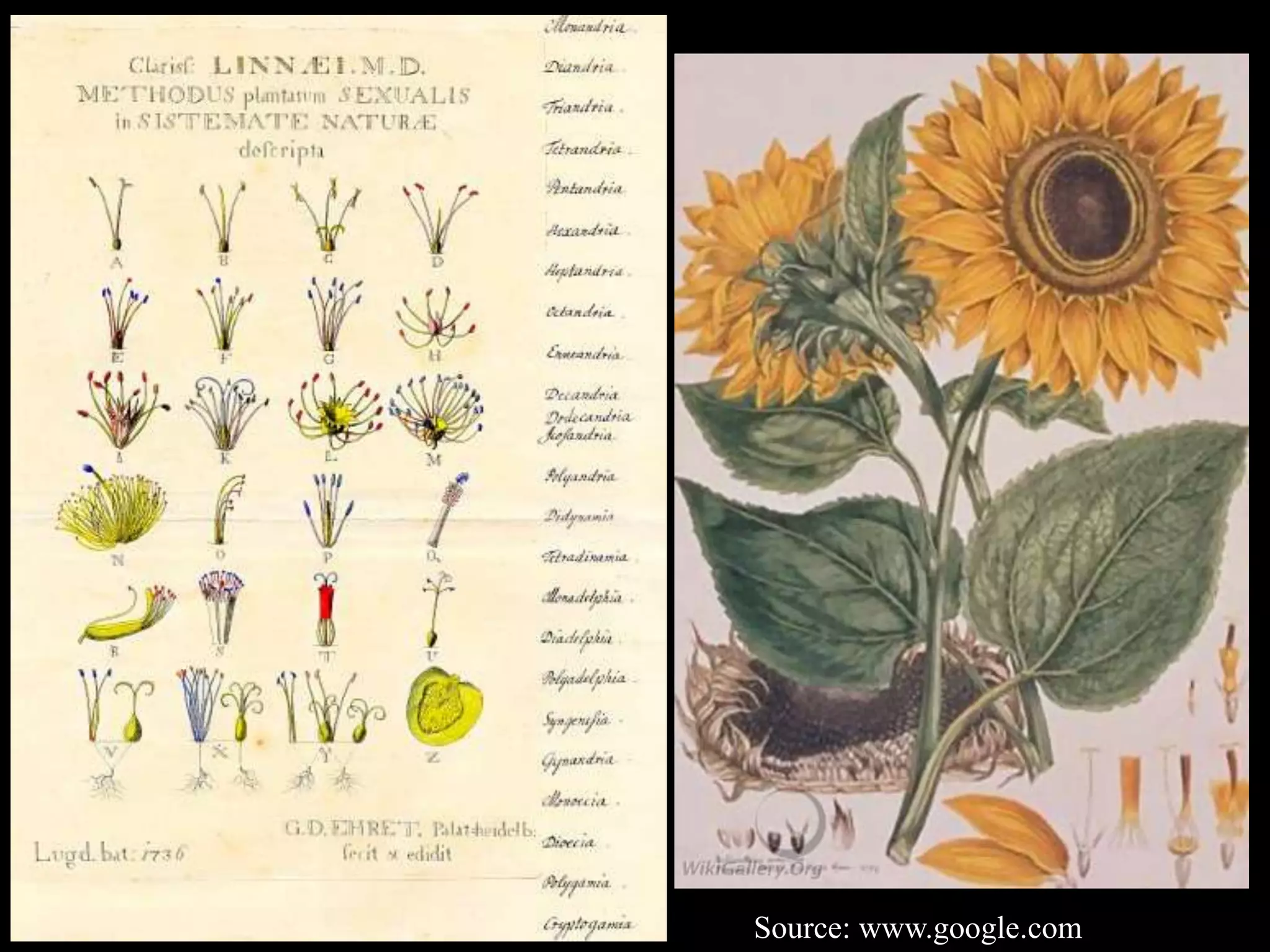 Artificial classification system- Carolus Linneaus | PPT