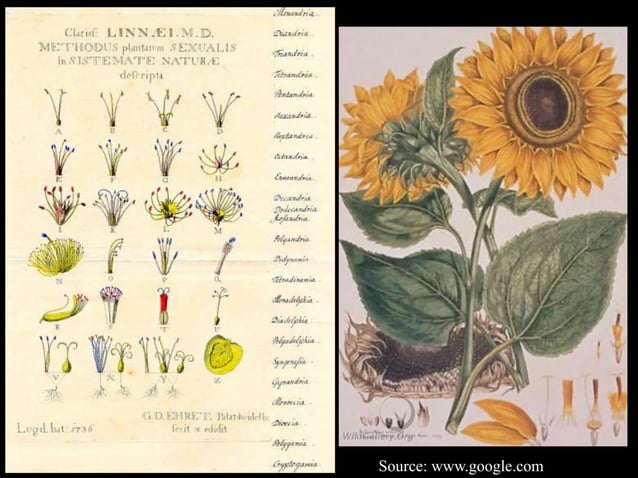 Artificial classification system- Carolus Linneaus | PPT | Gardening ...