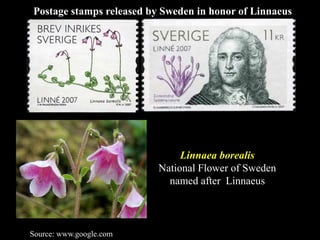 Artificial classification system- Carolus Linneaus | PPT