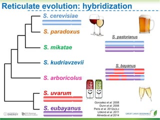 Artificial hybrids & biofuels | PDF