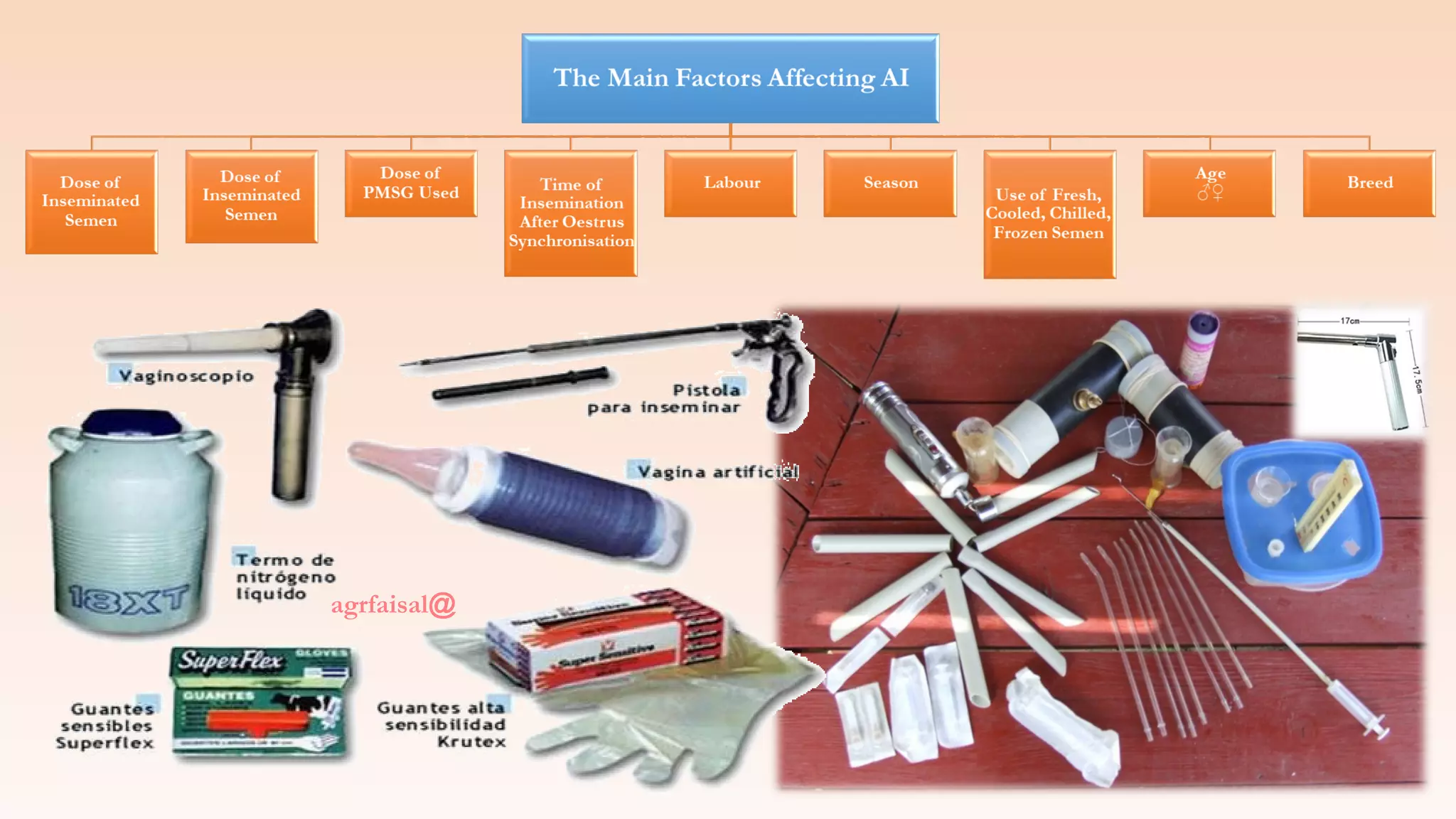 Artificial insemination & embryo transfer | PPS