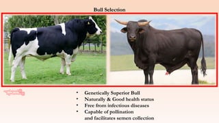 Artificial insemination & embryo transfer | PPS