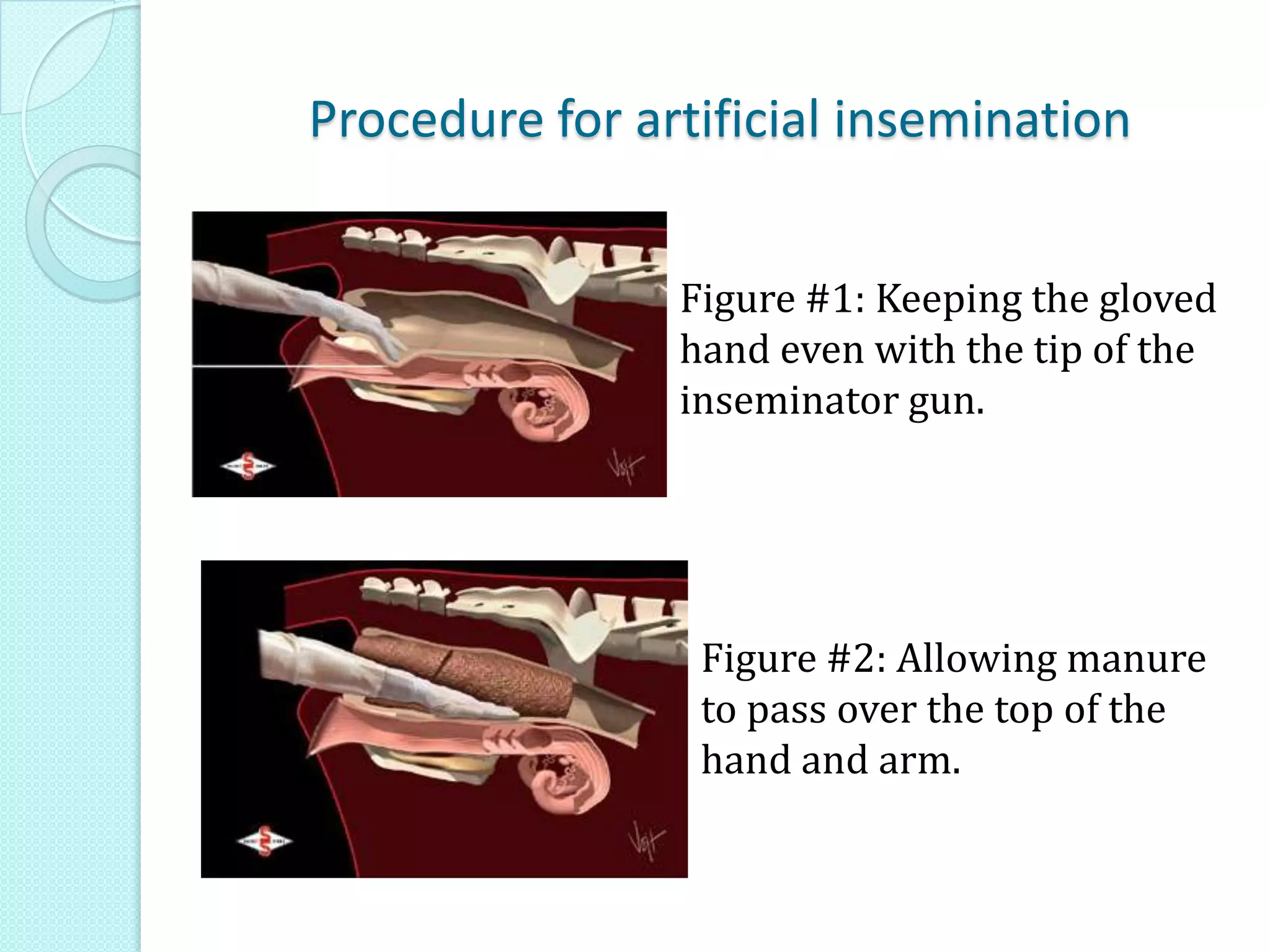 Artificial insemination in cattle | PPTX