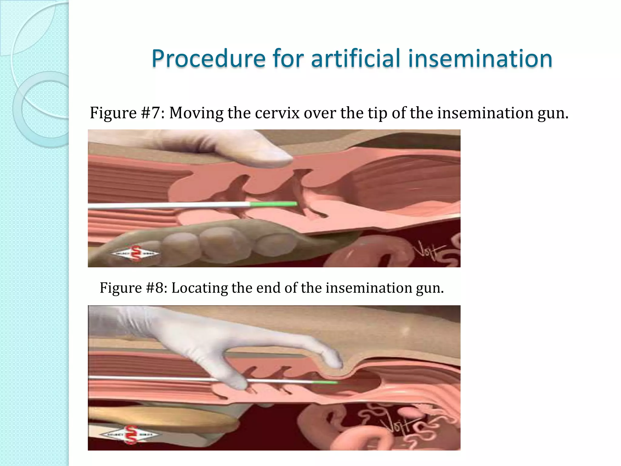 Artificial insemination in cattle | PPTX