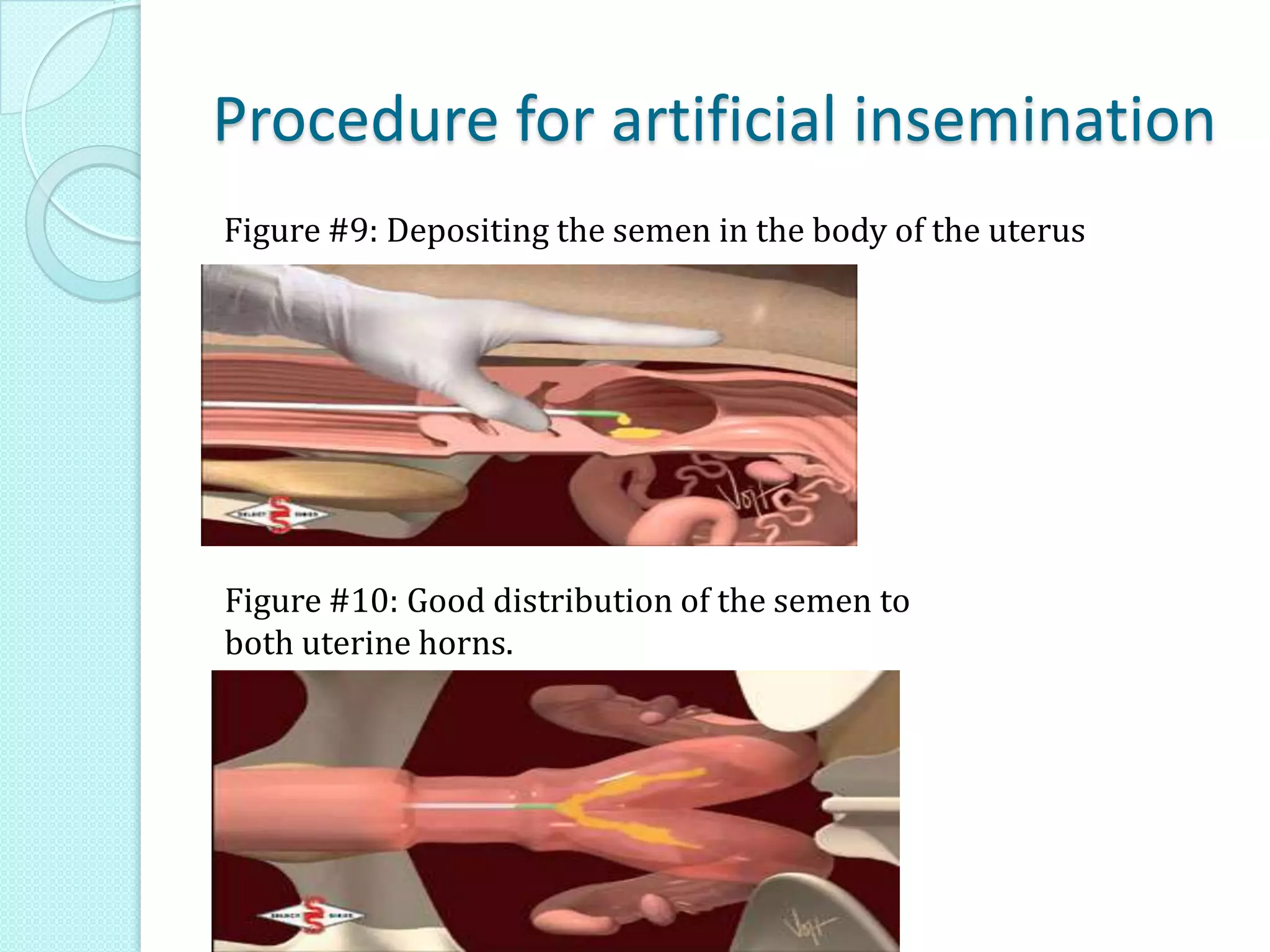 Artificial insemination in cattle | PPTX