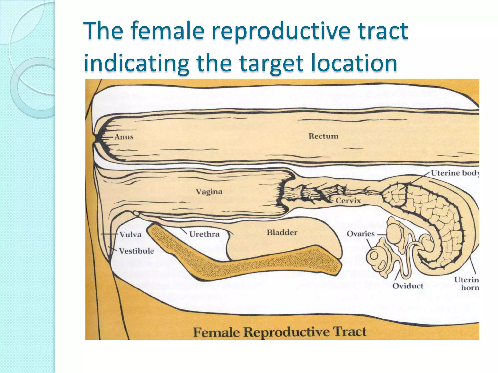 Artificial insemination in cattle | PPTX