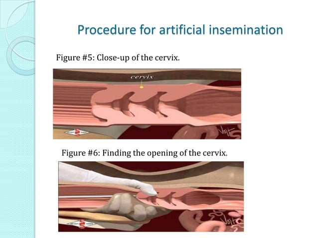 Artificial insemination in cattle | PPTX