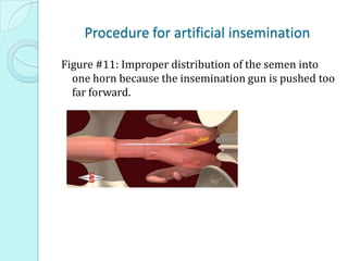 Artificial insemination in cattle | PPTX