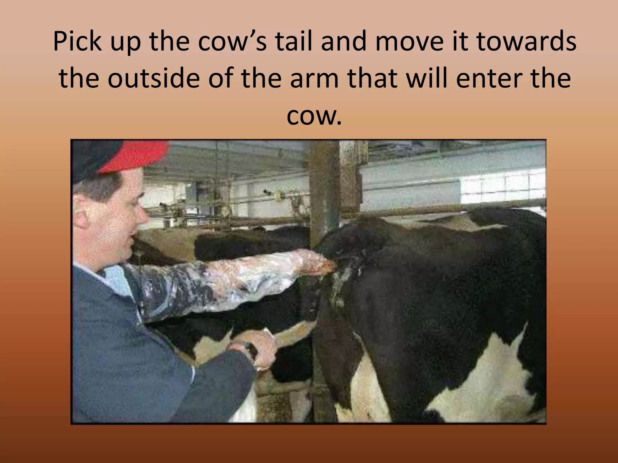 ARTIFICIAL INSEMINATION IN CATTLE.ppt