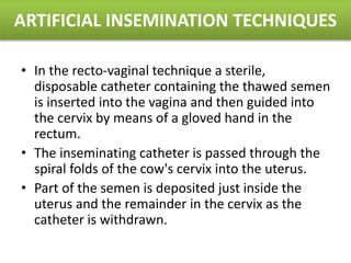 Artificial Insemination in Cattle.pdf.pptx