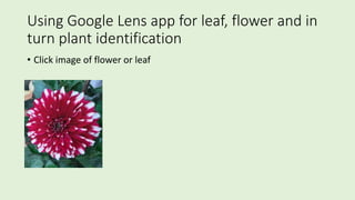 Artificial intelligence and botany | PPTX