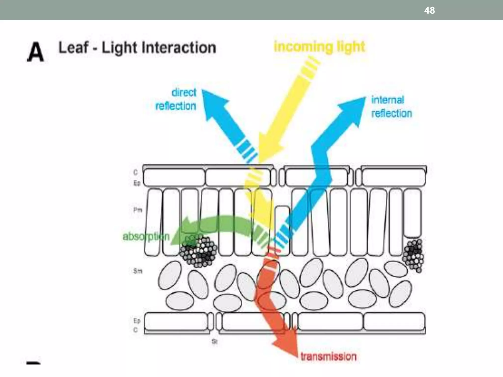 Artificial intelligence in plant disease detection | PPTX