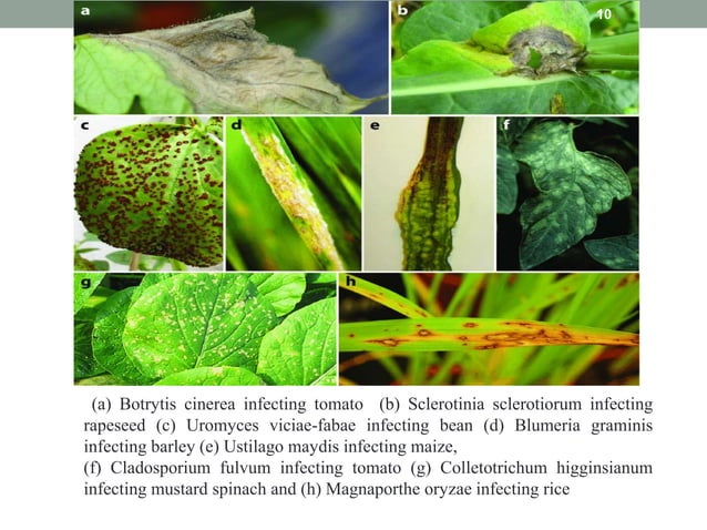 Artificial intelligence in plant disease detection | PPTX
