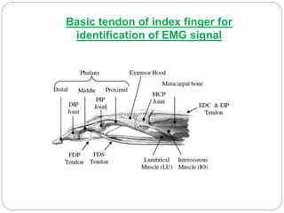 EMG Driven IPMC Based Artificial Muscle Finger | PPT