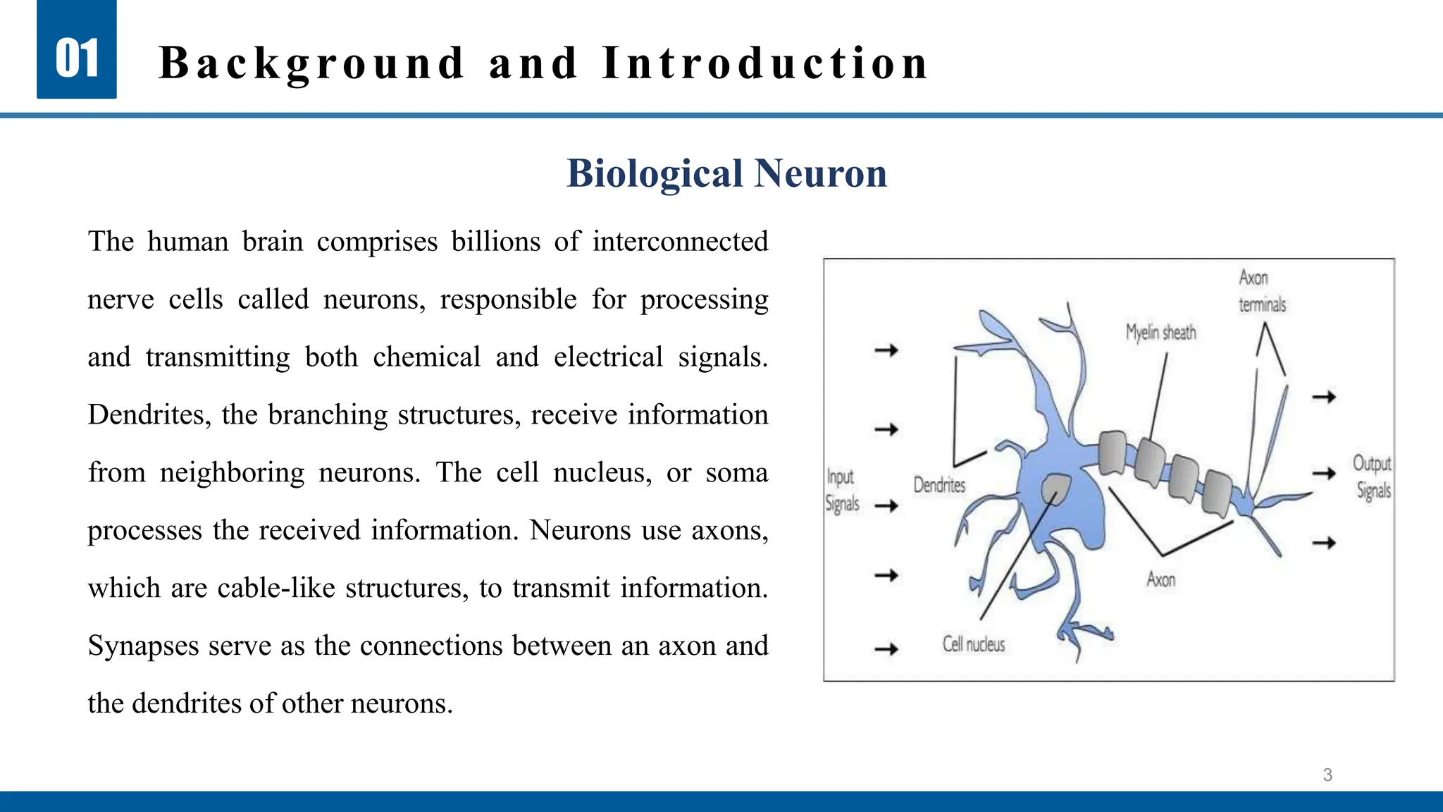 Artificial Neural Networks (ANNs) focusing on the perceptron Algorithm.pptx