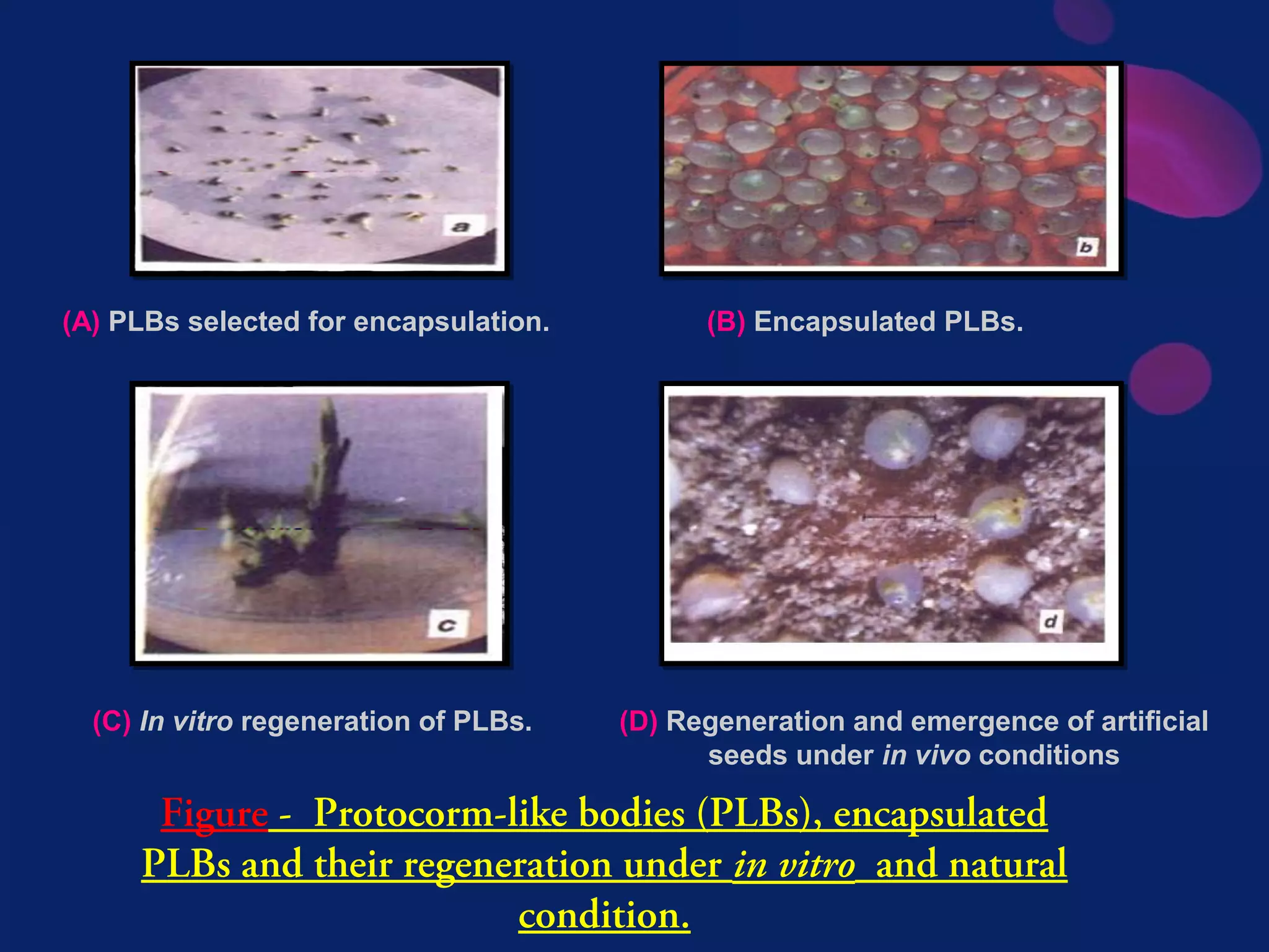 Artificial seed & and their application | PPT