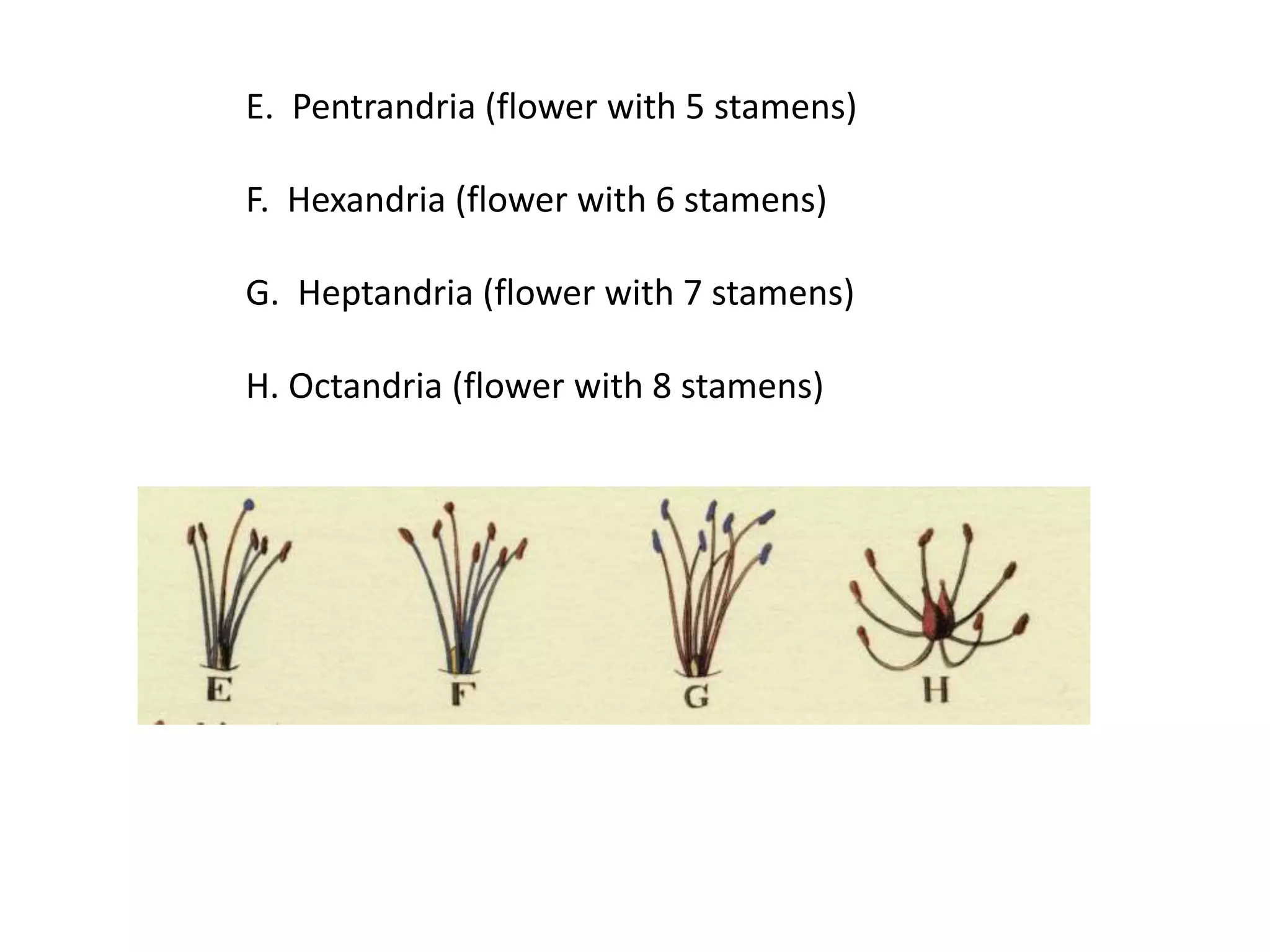 Artificial system of classification | PPTX