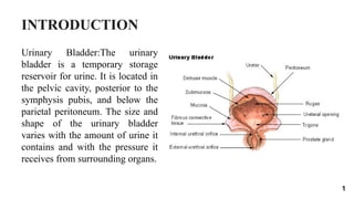 ARTIFICIAL URINARY BLADDER innovation.pptx