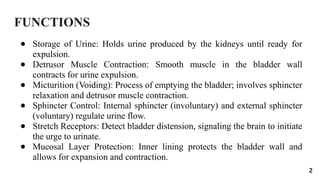 ARTIFICIAL URINARY BLADDER innovation.pptx