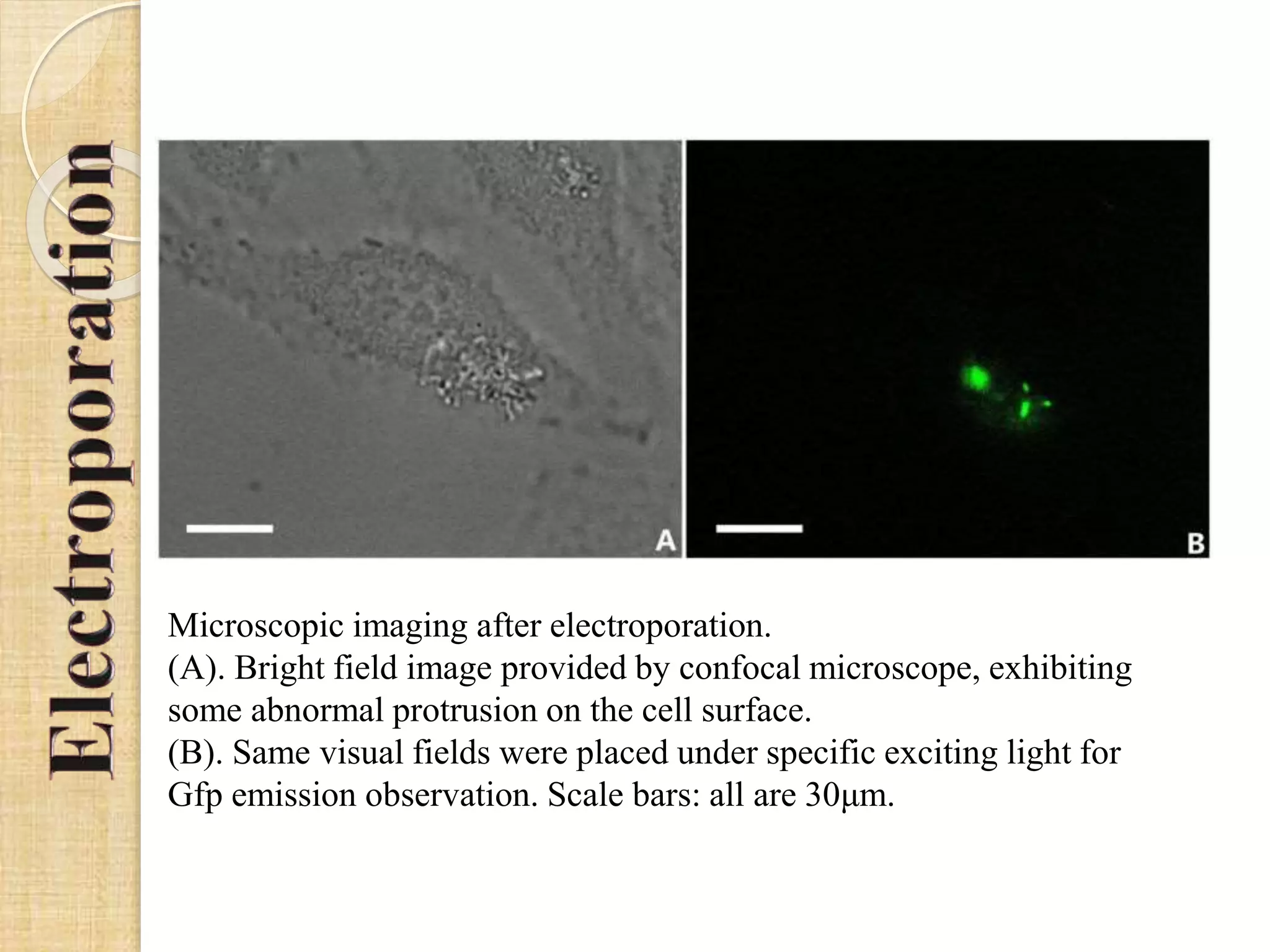 ARTIFICIAL VECTORLESS GENE TRANSFER METHODS | PPTX