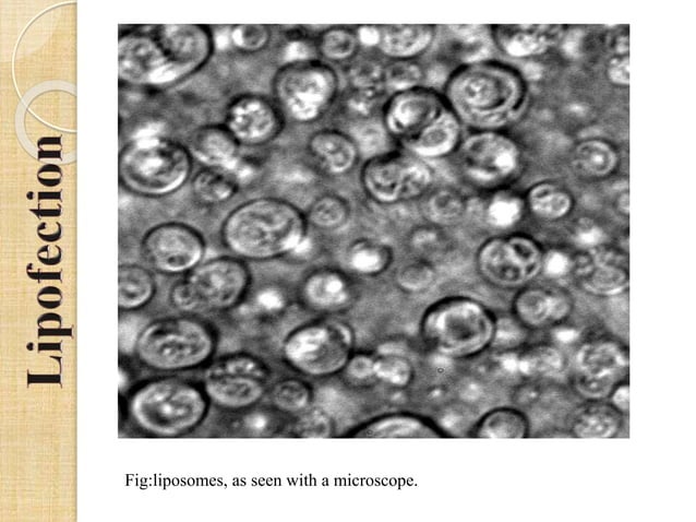 ARTIFICIAL VECTORLESS GENE TRANSFER METHODS | PPTX | Chemistry | Science