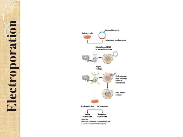 ARTIFICIAL VECTORLESS GENE TRANSFER METHODS | PPTX | Chemistry | Science