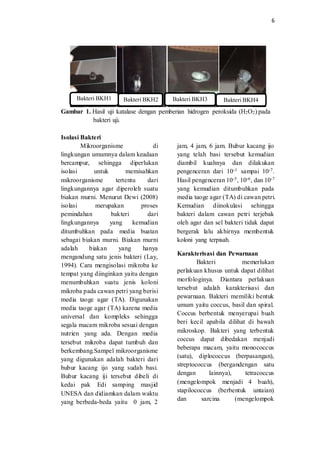 Artikel Ilmiah: Isolasi dan Karakterisasi Bakteri Bubur Kacang Hijau | DOCX