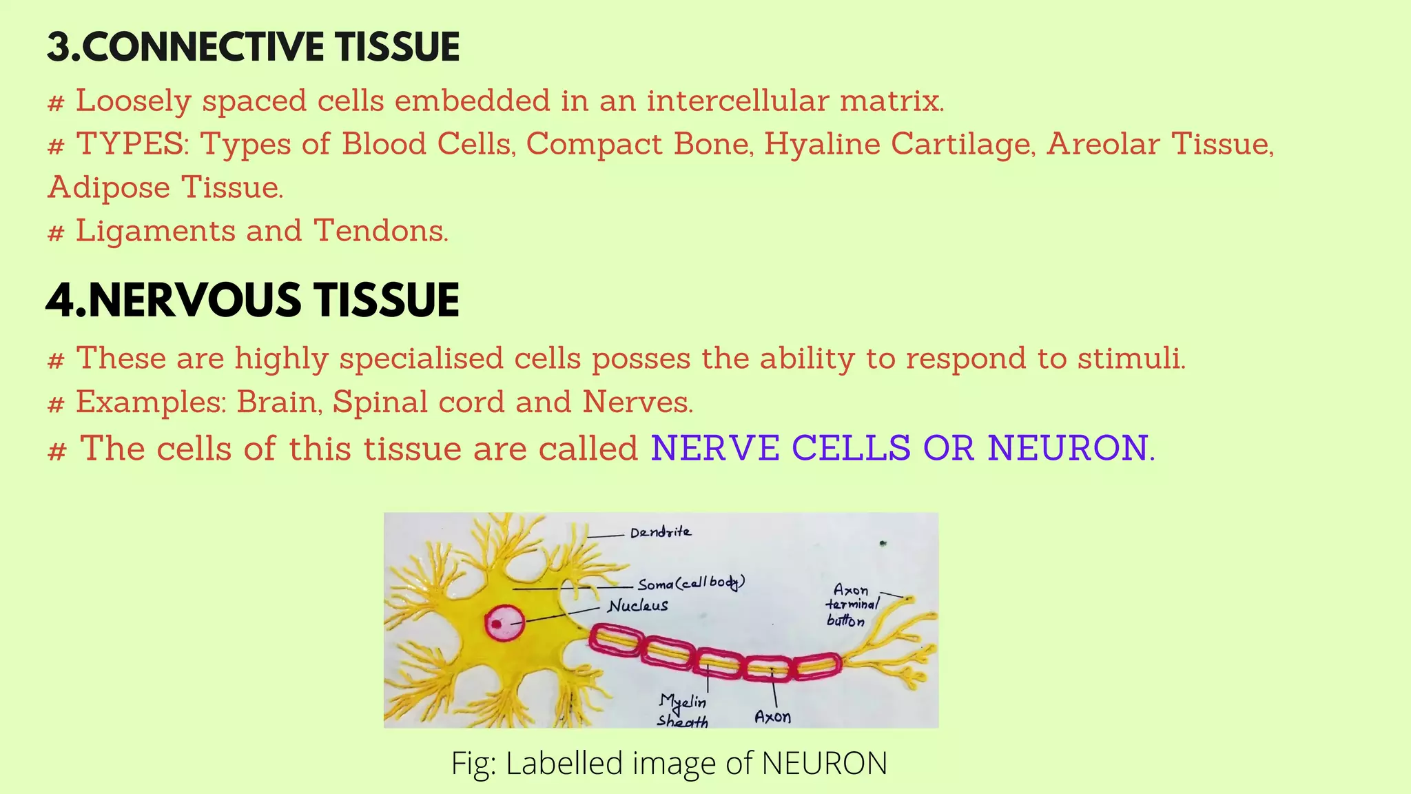 Art integration, Animal tissue | PDF