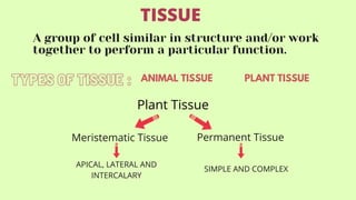 Art integration, Animal tissue | PDF