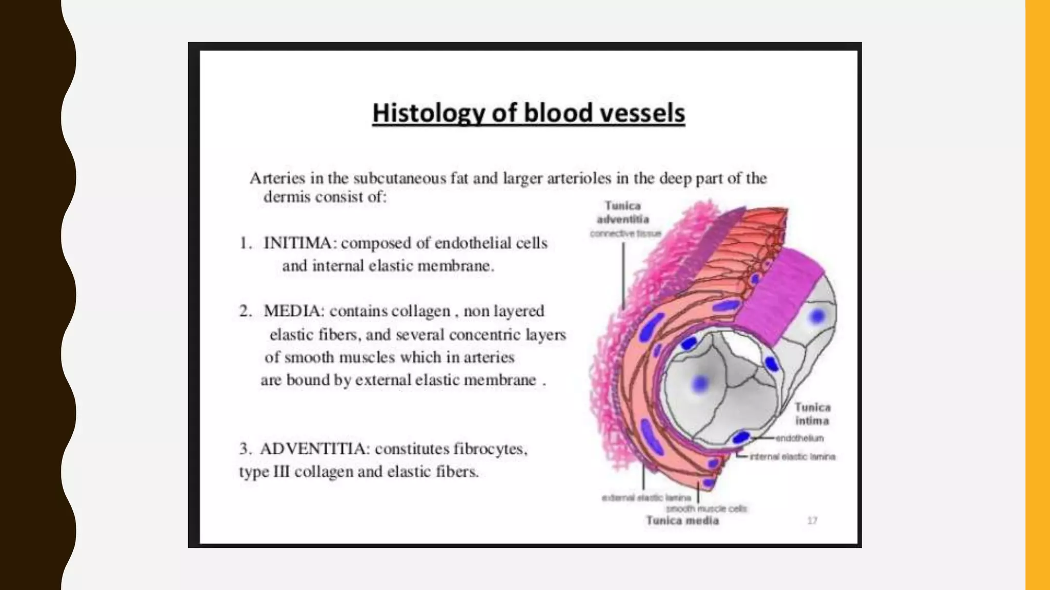 ARTERIES, VENULES, CAPILLARIES | PPTX