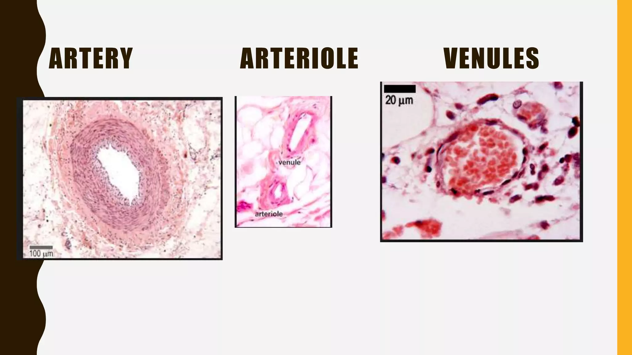ARTERIES, VENULES, CAPILLARIES | PPTX