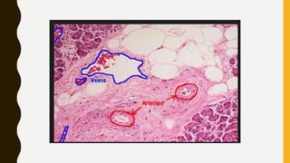 ARTERIES, VENULES, CAPILLARIES | PPTX