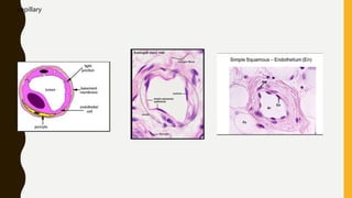 ARTERIES, VENULES, CAPILLARIES | PPTX